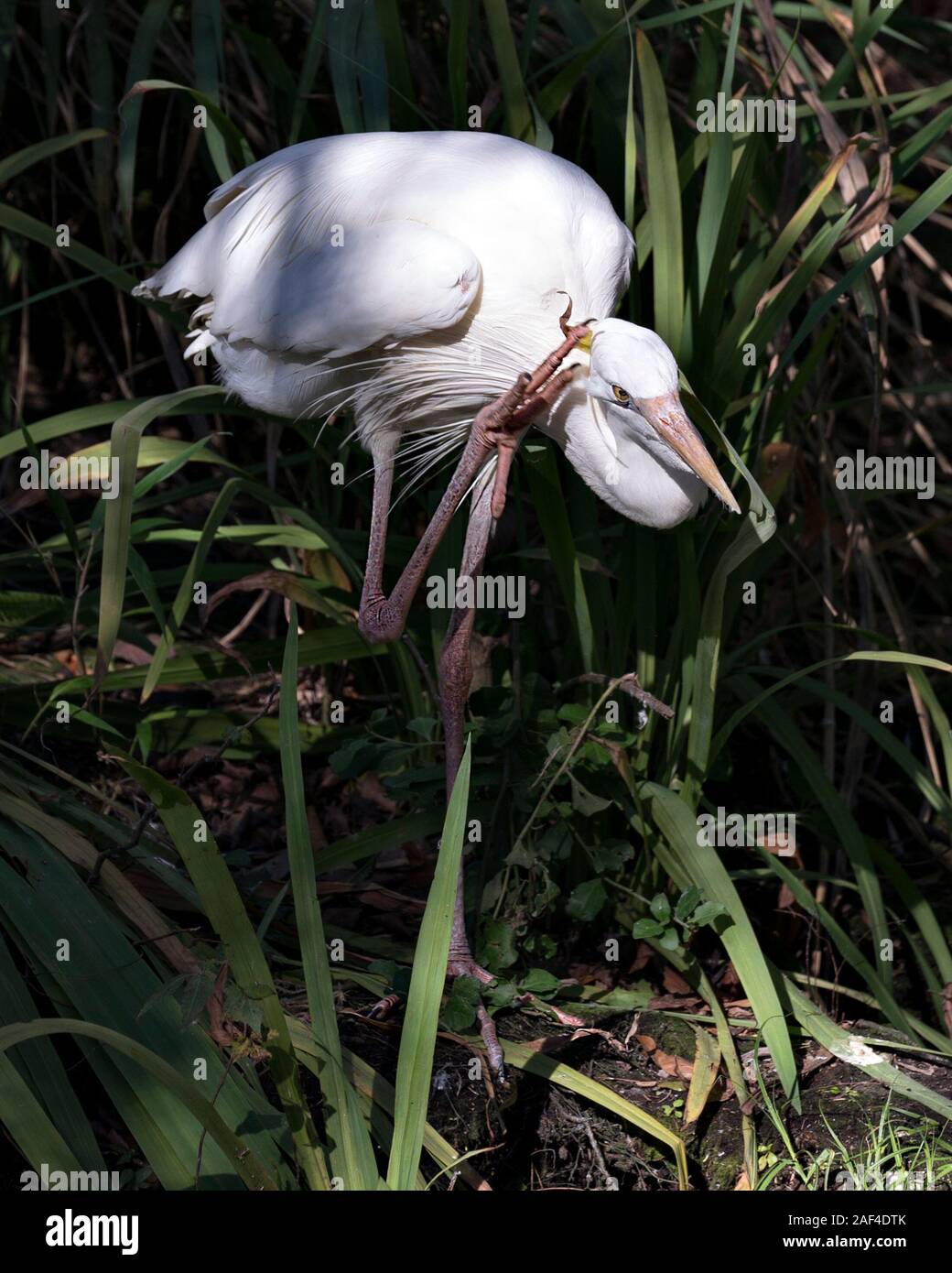 White Heron bird close-up profile view basking in sunlight scratching ...