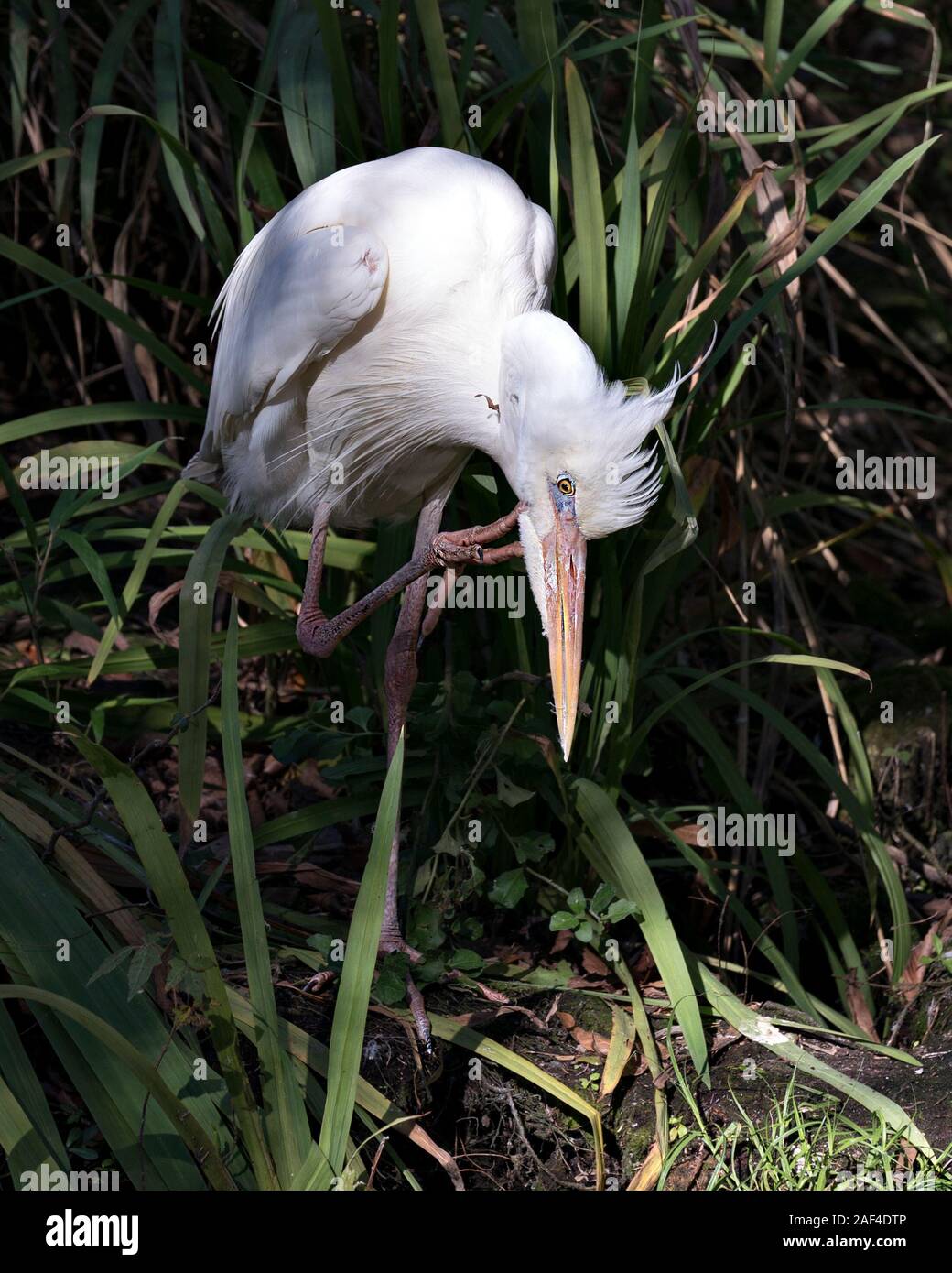White Heron bird close-up profile view basking in sunlight scratching ...