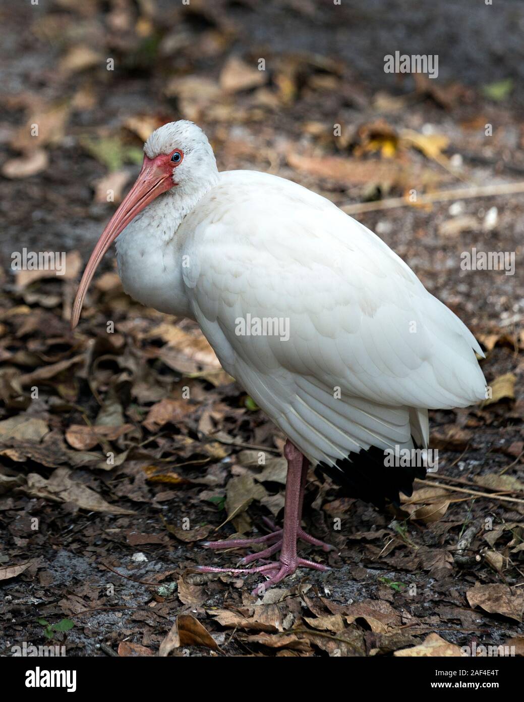 Ibis in wild hi-res stock photography and images - Alamy
