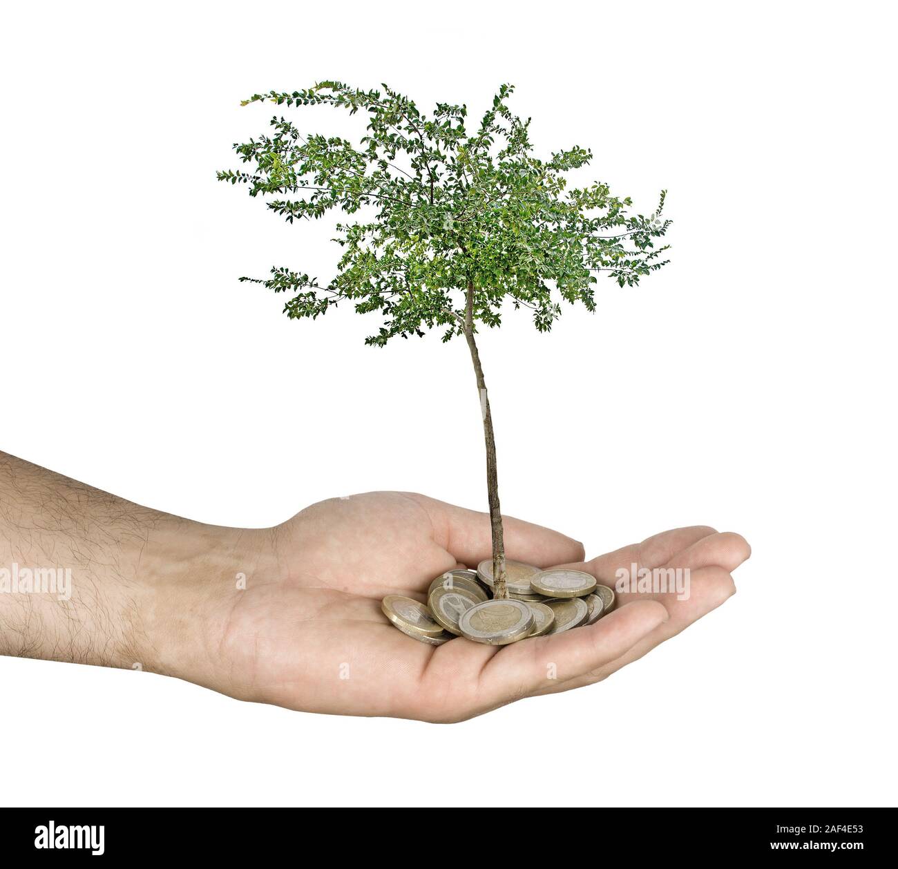 Palms with a tree growng from pile of coins Stock Photo - Alamy