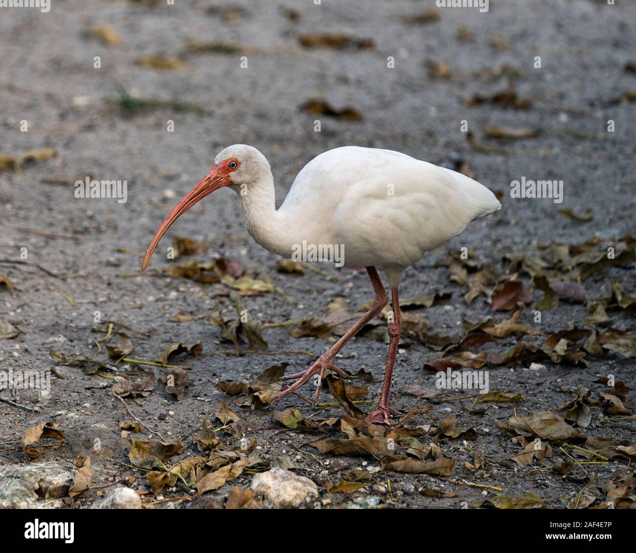 White Ibis bird close-up profile view displaying its long beak, eye ...