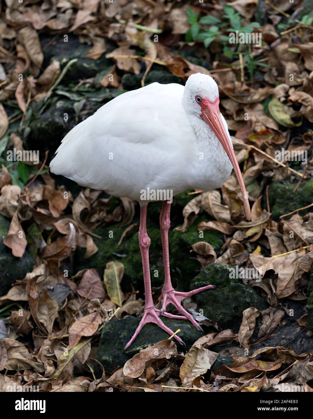 White Ibis bird close-up profile view standing on a rock with moss ...