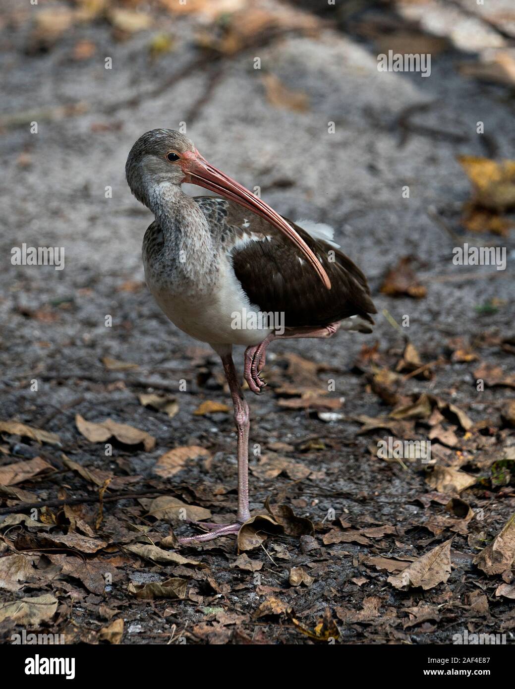 White Ibis bird juvenile displaying its long beak, plumage, body, legs ...