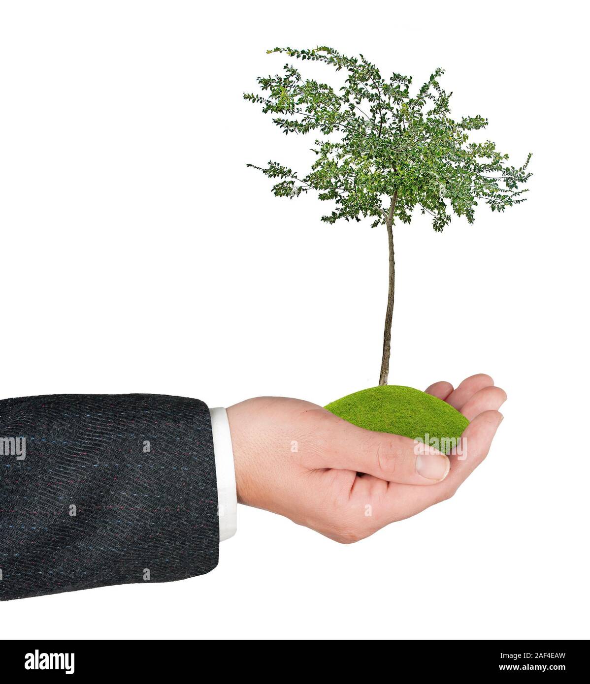 tree in hand Stock Photo - Alamy