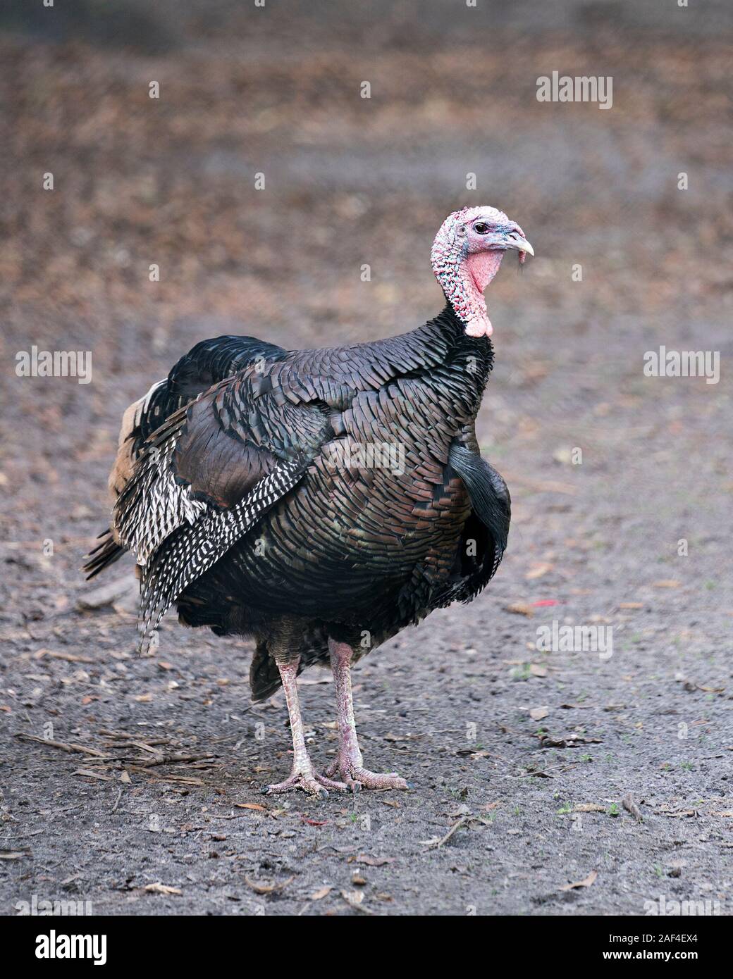 Wild turkey bird close-up profile view with background displaying its ...
