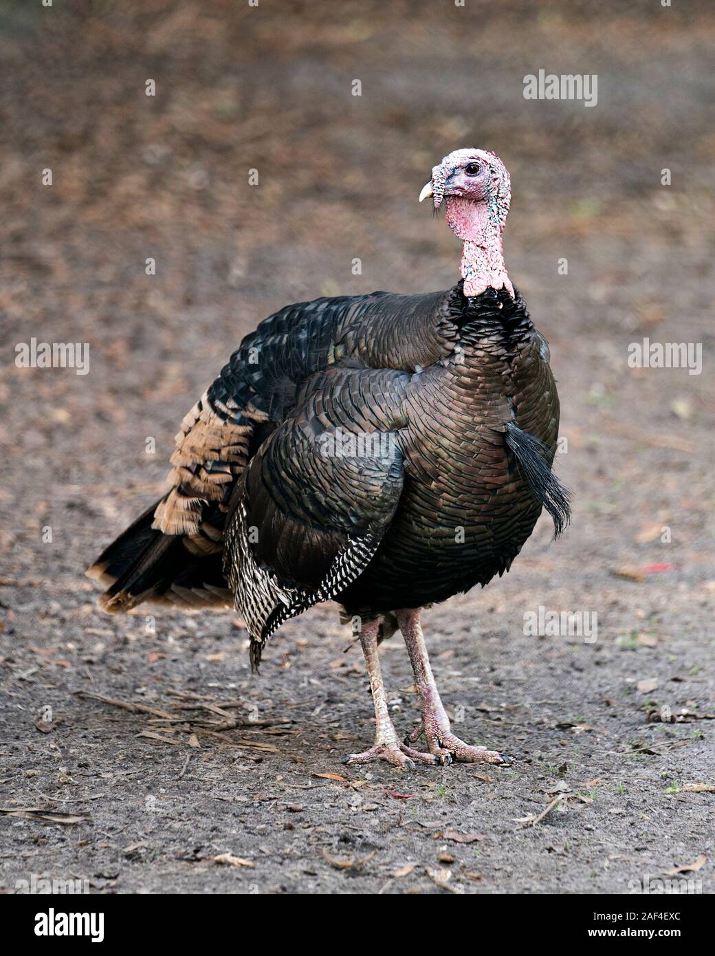 Wild turkey bird close-up profile view with background displaying its ...