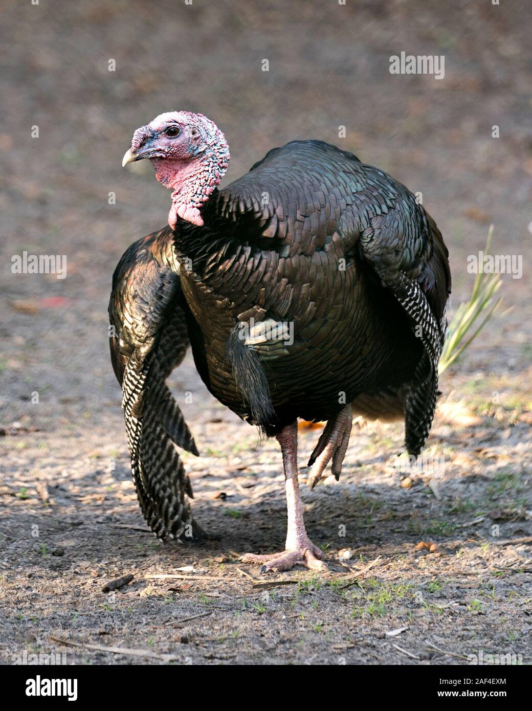 Wild turkey bird close-up profile view with background displaying its ...