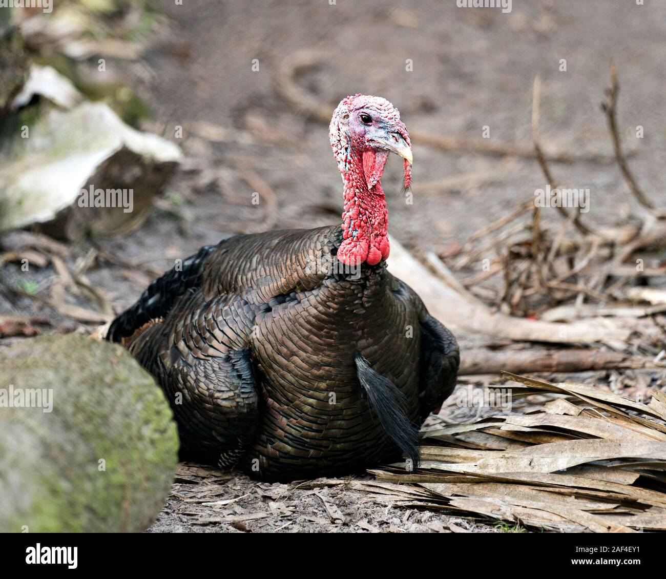 Wild turkey bird close-up profile view resting on ground with bokeh ...