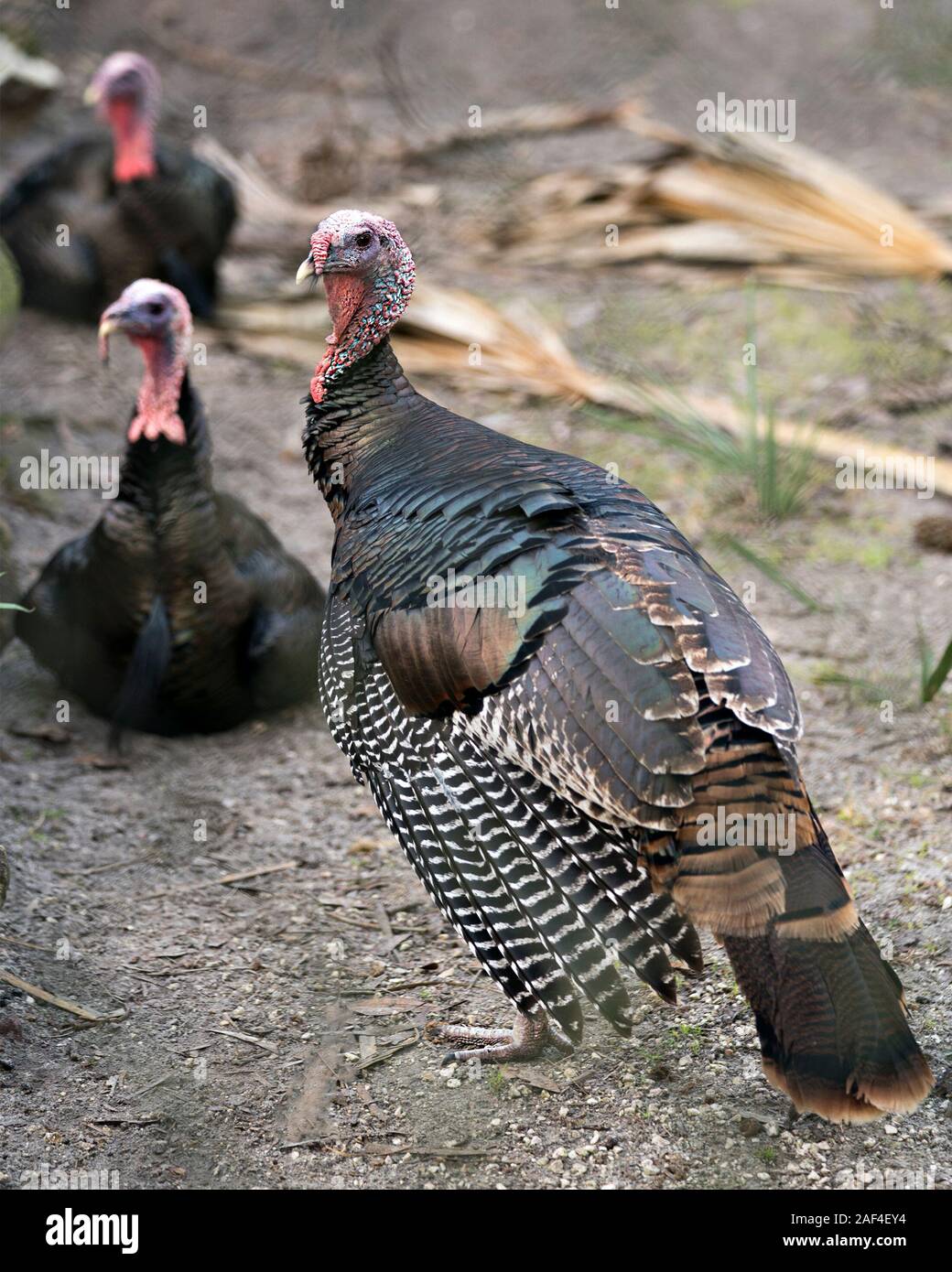 Wild turkey bird close-up profile view with background of two blurred ...