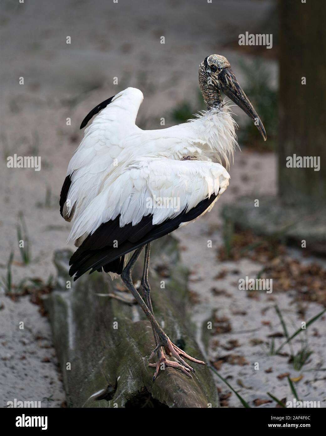 Wood Stork bird close up spread wings perched on a log displaying its ...