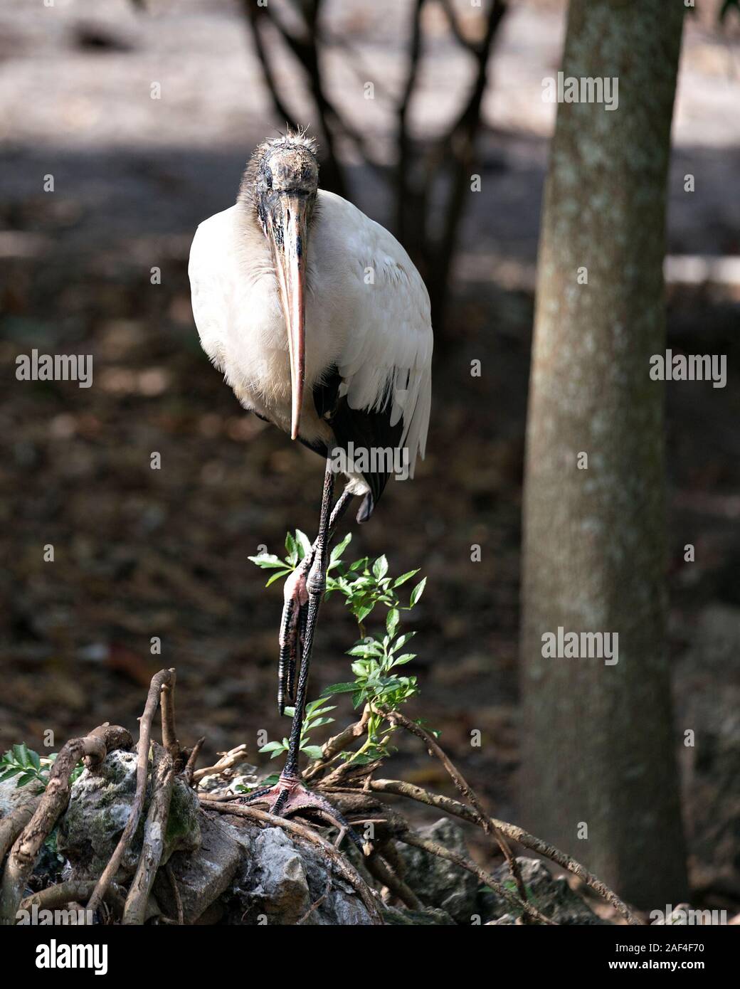 Wood Stork bird close-up profile view standing on a stump with bokeh ...