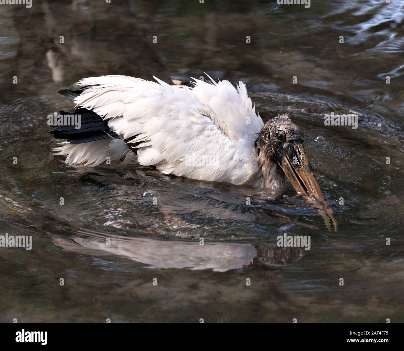 Wood Stork bird close up bathing with splashing water displaying its ...