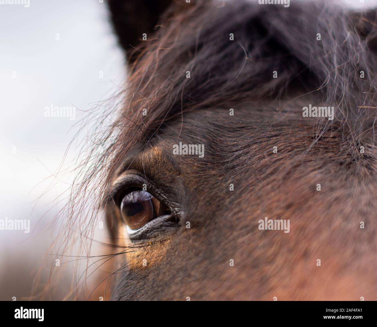 Close frame hi-res stock photography and images - Alamy