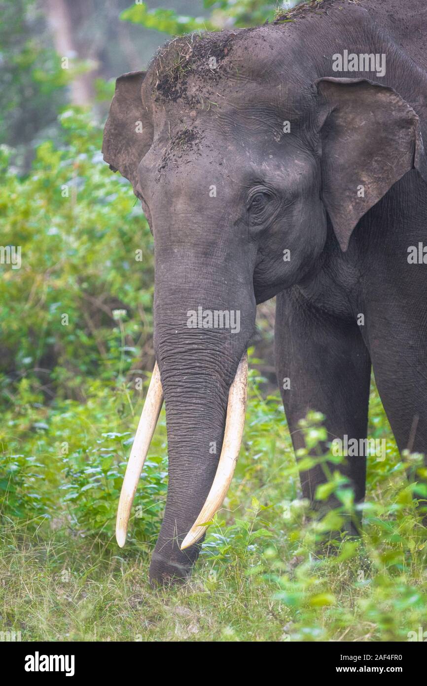 Indian bull elephant hi-res stock photography and images - Alamy