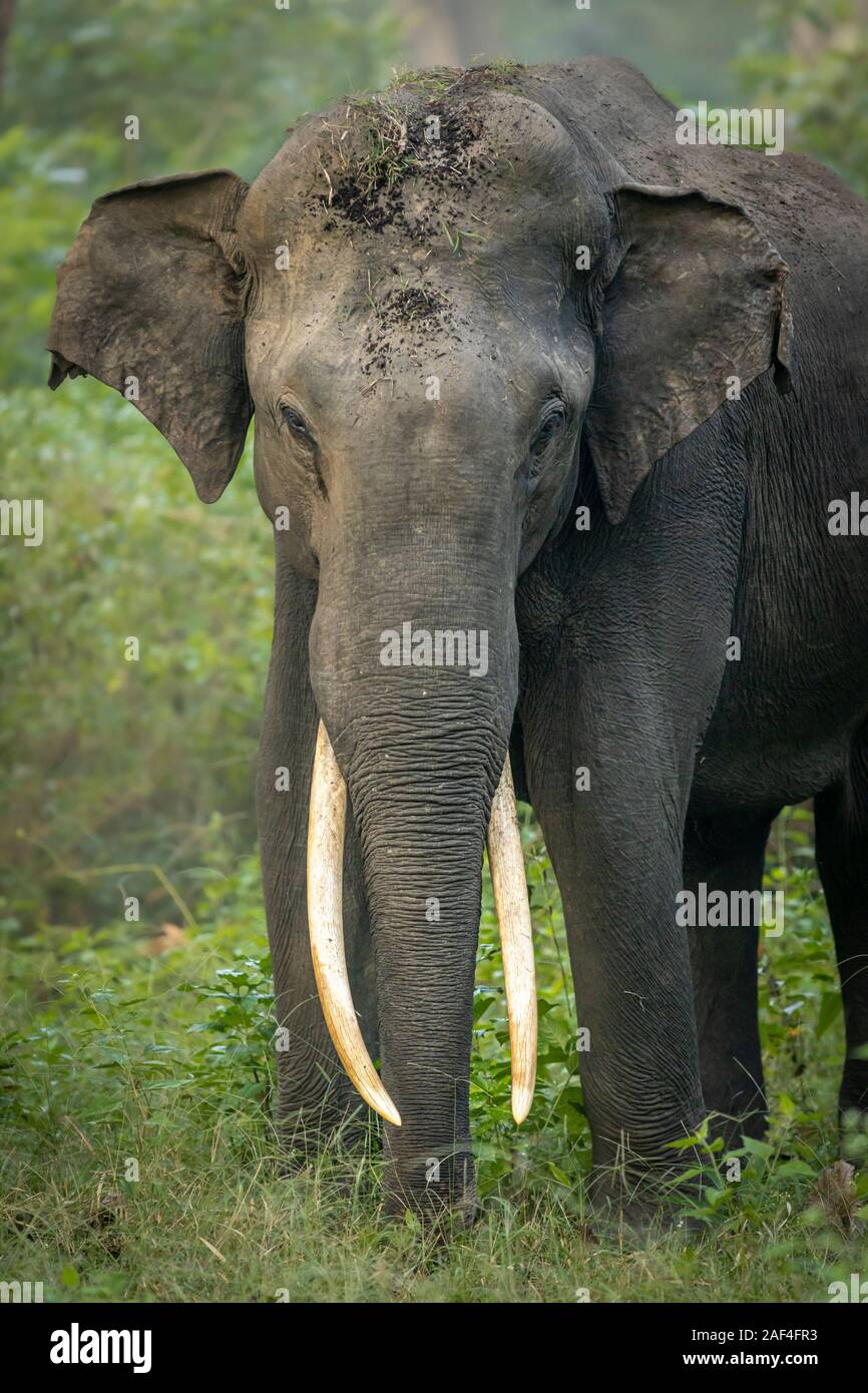 Kabini tusker hi-res stock photography and images - Alamy