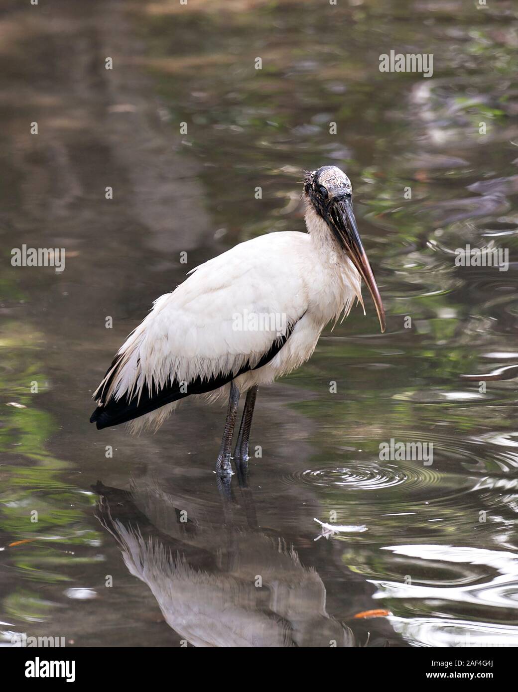 Wood Stork bird close up displaying its body, head, beak,eye, plumage ...