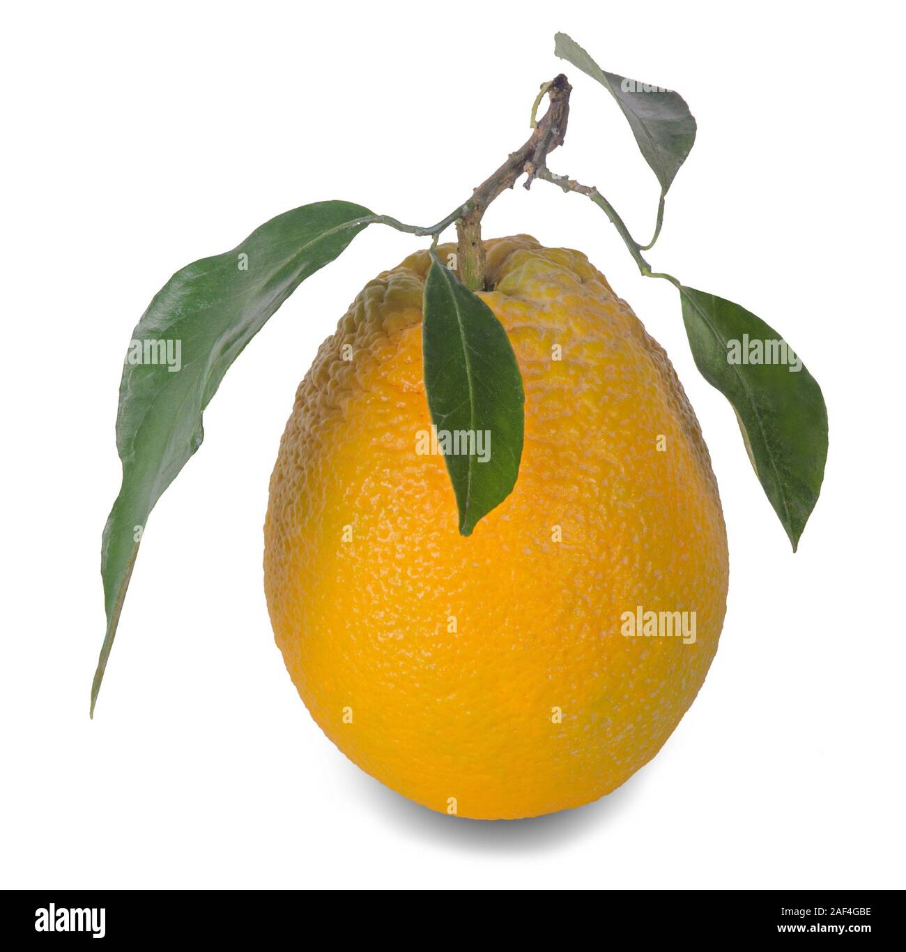 Chinese orange tree Cut Out Stock Images & Pictures - Alamy