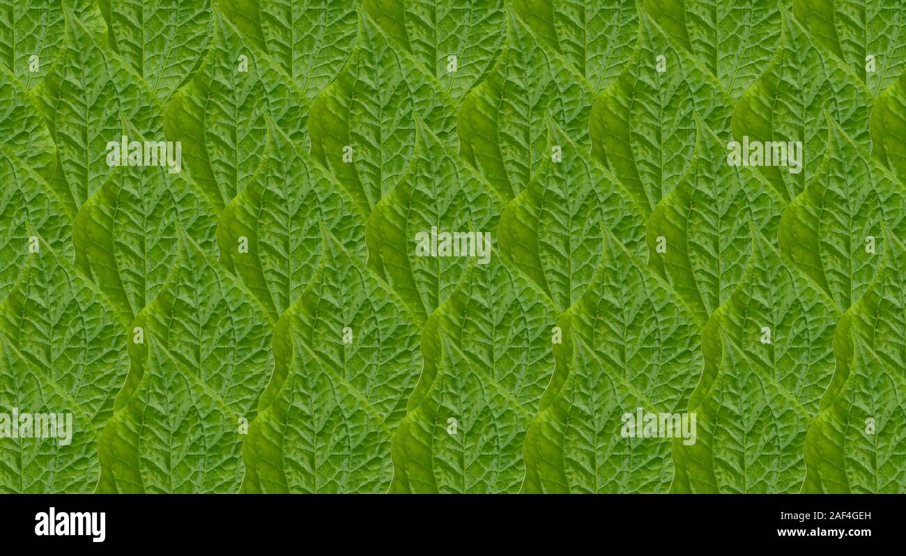 pattern Chaplo leaves Green background Stock Photo - Alamy