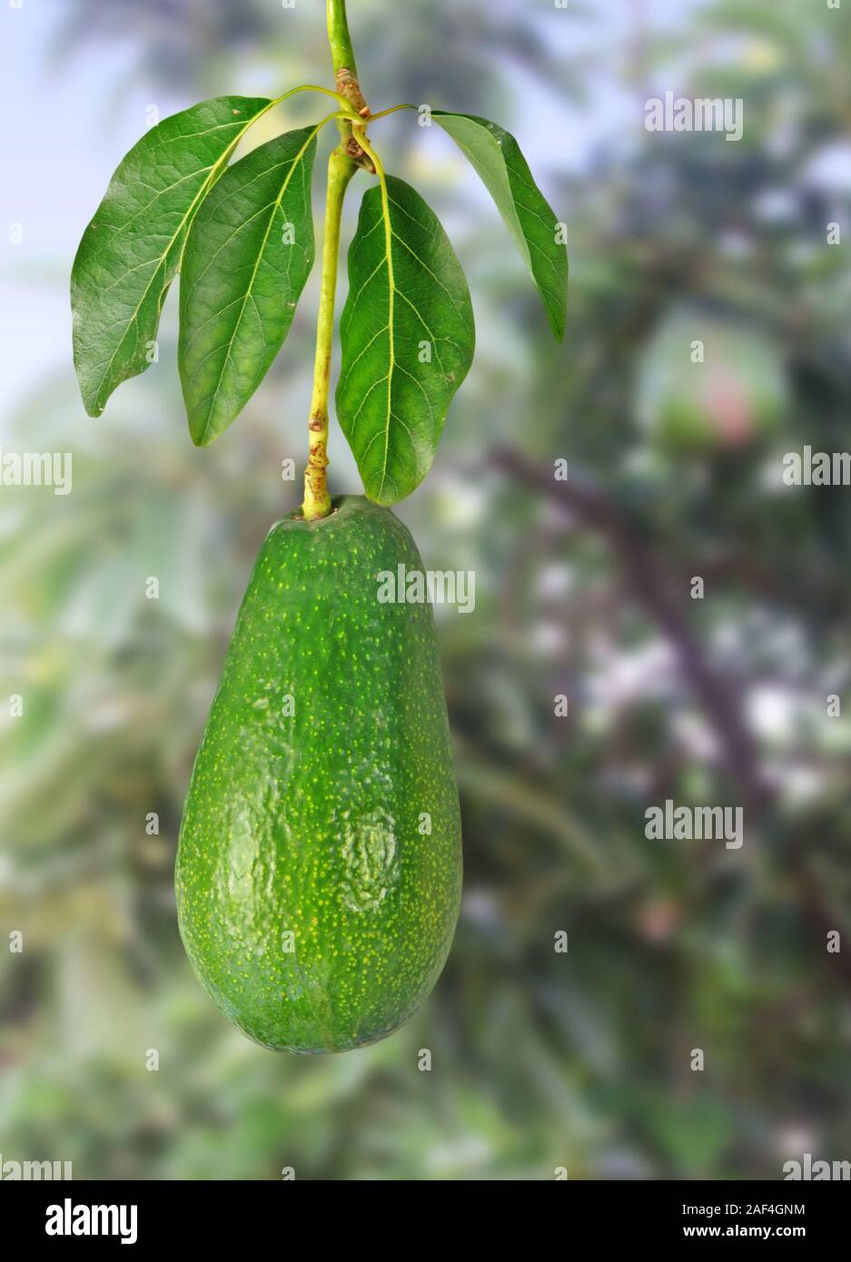 Branch of avocado Stock Photo - Alamy