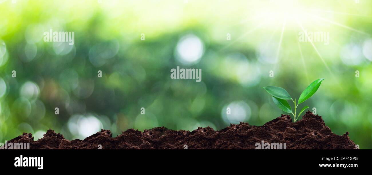 Growing small trees , Behind the green ground Stock Photo - Alamy