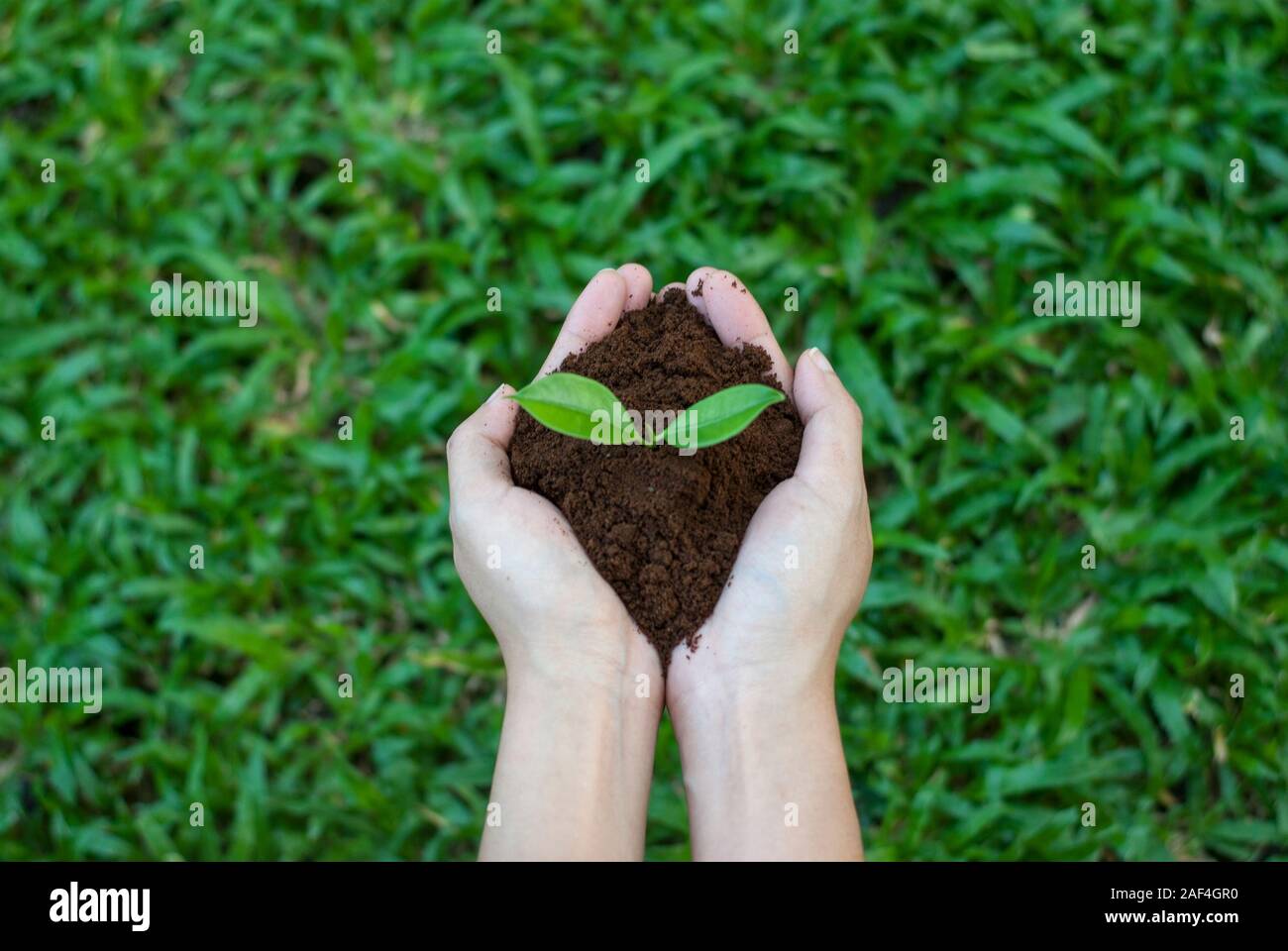 The hand that is planting trees to grow Help the world, environmental ...