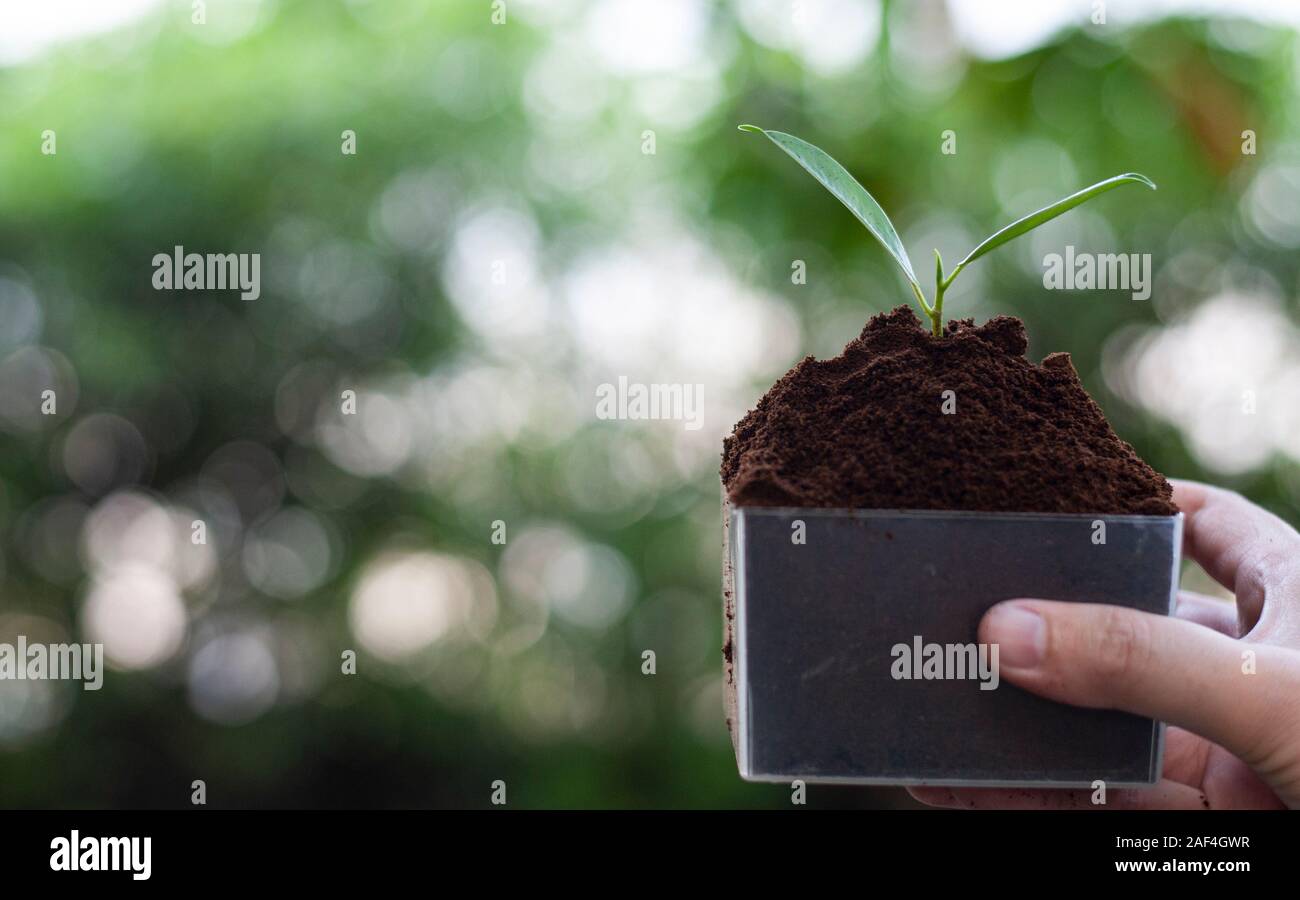 Small tree in the growing forest Tree-planting concept for the world ...