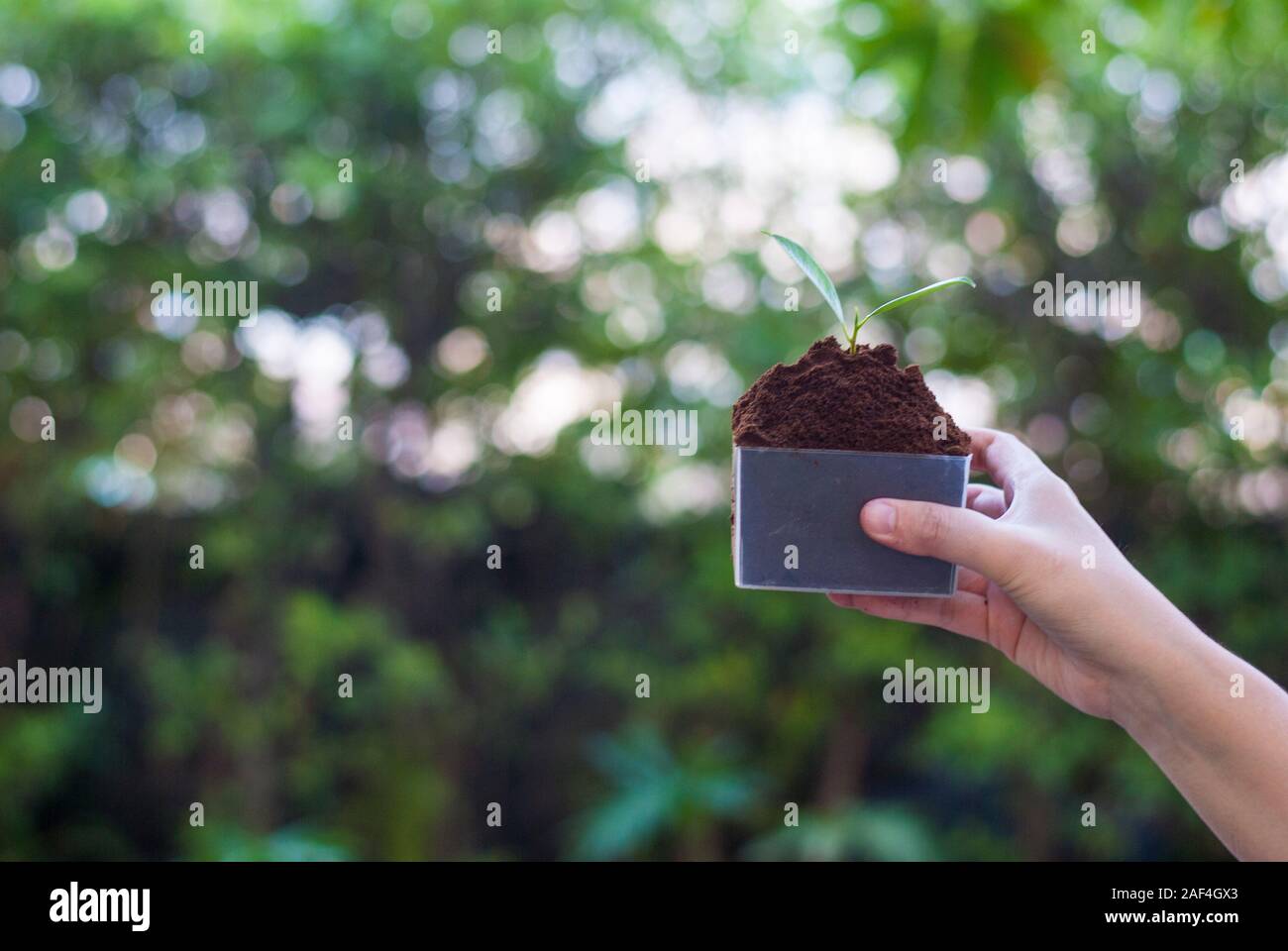 Small tree in the growing forest Tree-planting concept for the world ...
