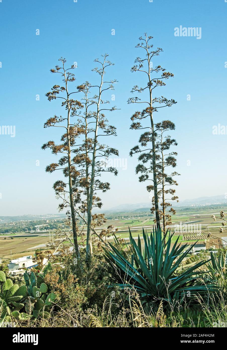 Agava americana hi-res stock photography and images - Alamy