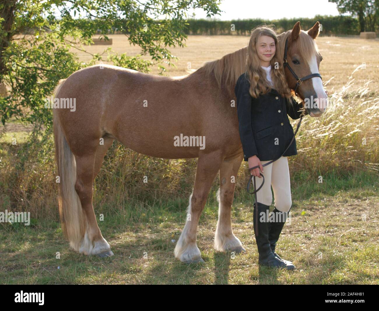 A girl and her cute chestnut pony in the summer Stock Photo - Alamy