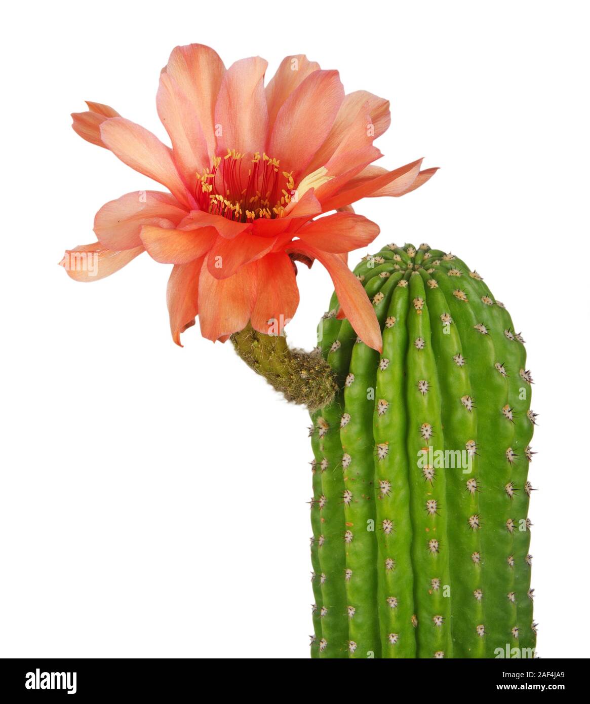 Cactus with red flowers isolated on white background Stock Photo - Alamy