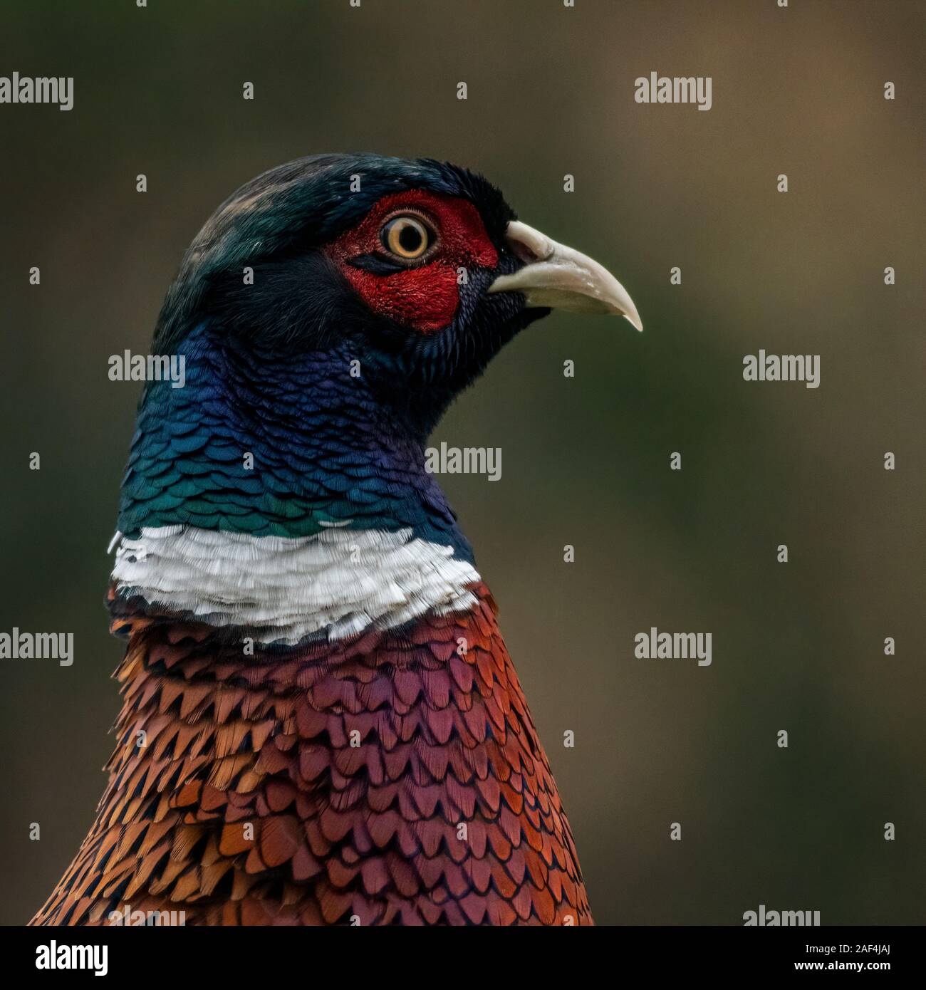 Side view portrait male hi-res stock photography and images - Alamy