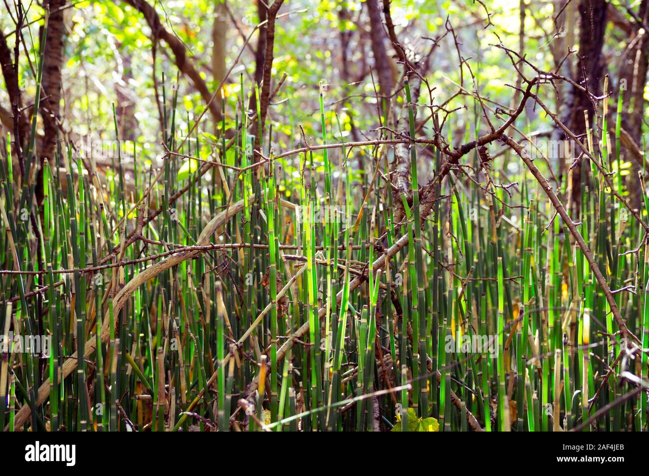 Small bamboo plant hi-res stock photography and images - Alamy