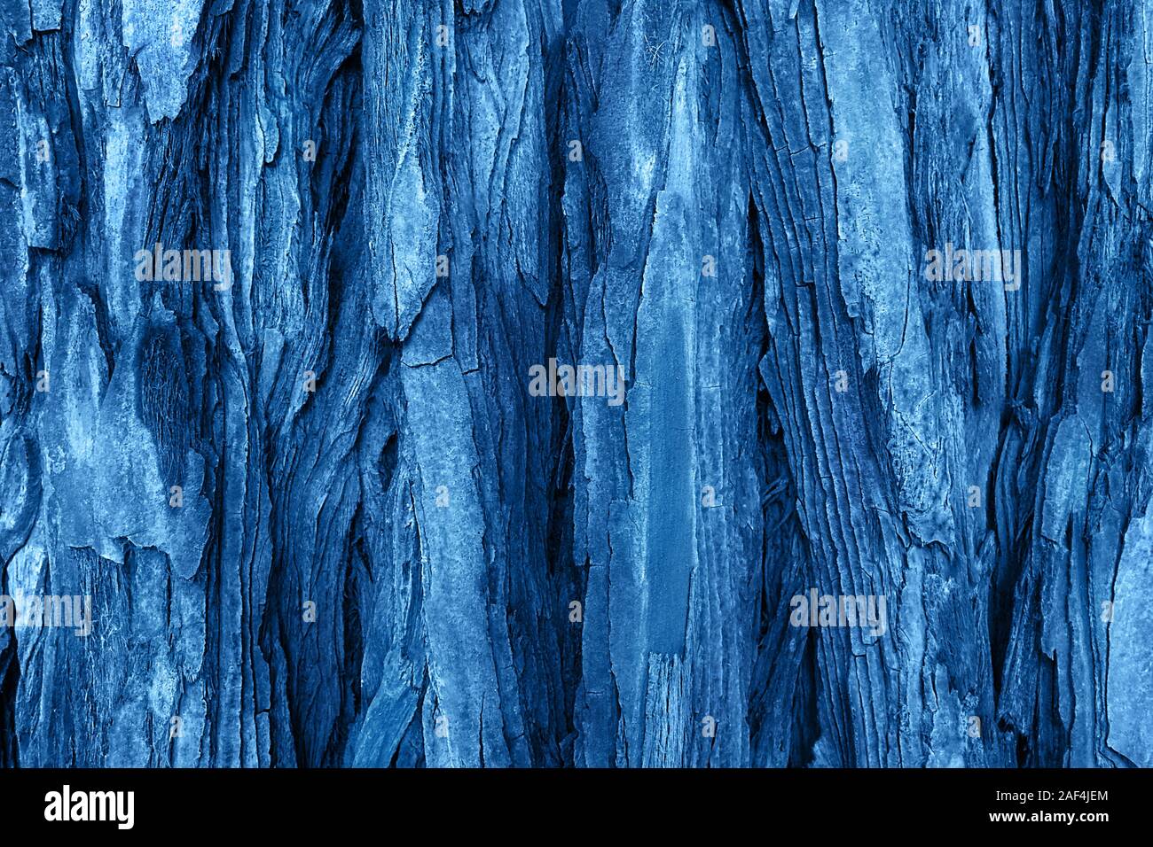 The textured bark of a young coastal redwood in trendy blue color ...