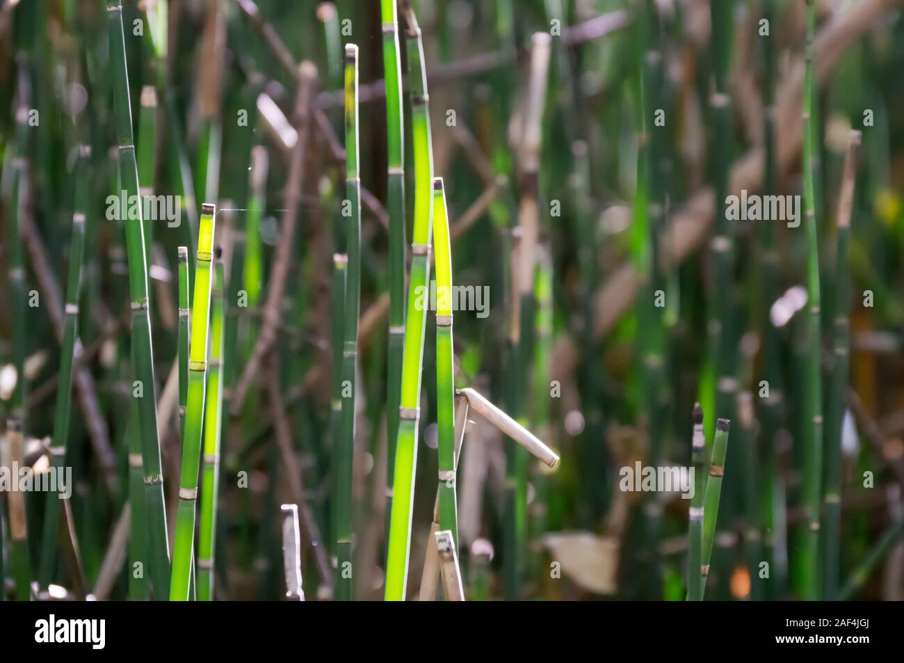 Bamboo seedling hi-res stock photography and images - Alamy