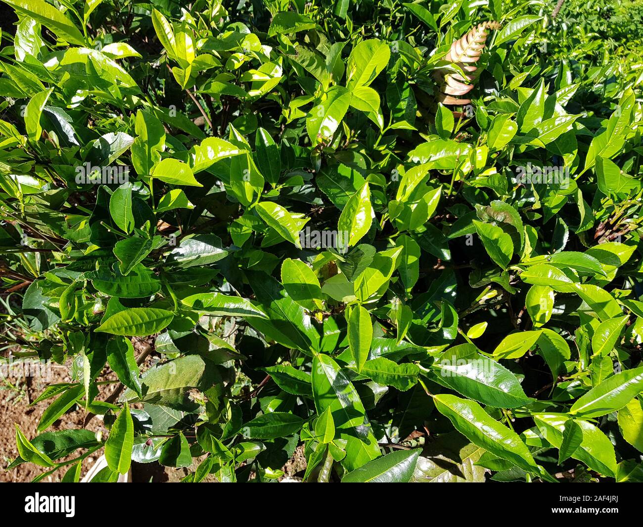 A bush of fresh green tea leaves. Tea plantation Stock Photo - Alamy