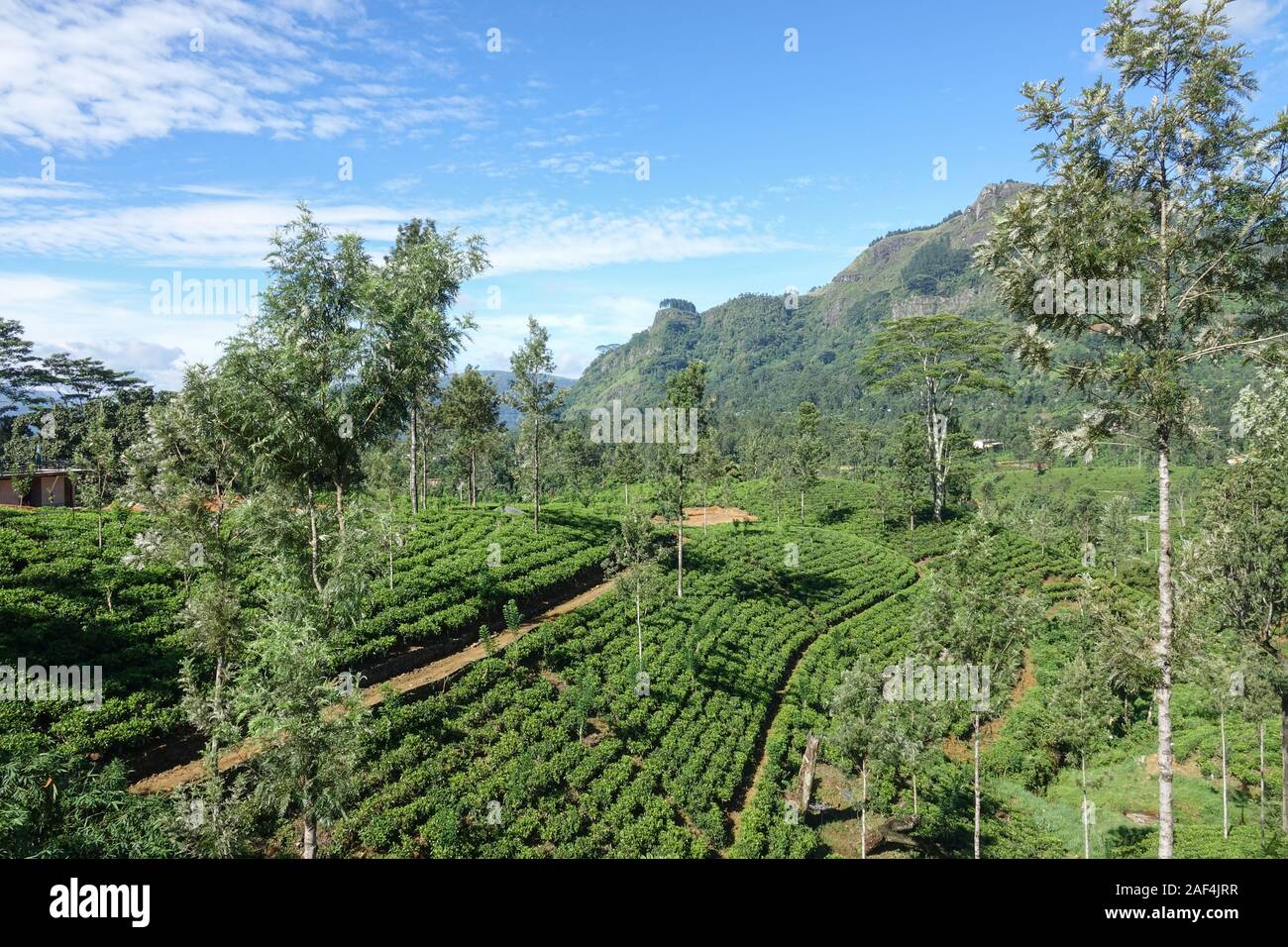 Ceylon tea manufacture hi-res stock photography and images - Alamy