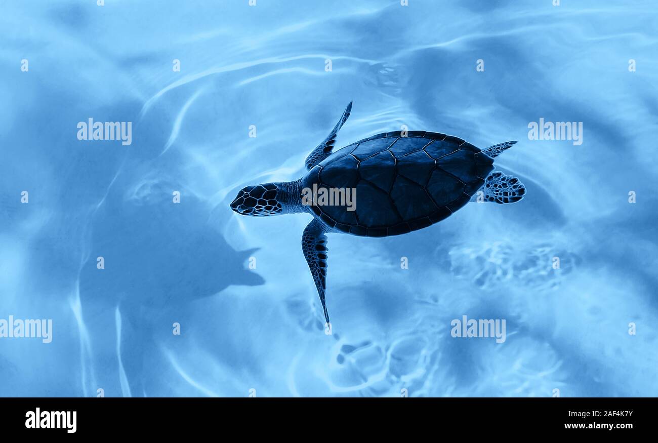 Little sea turtle diving in clear shallow water in trendy blue color ...