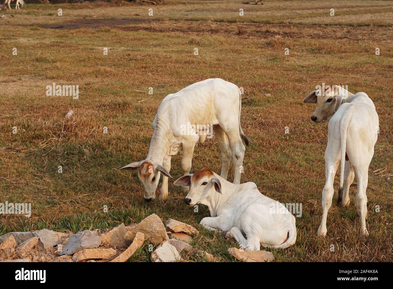 Three skinny white Cambodian cow. Countryside landscape in Kampot ...