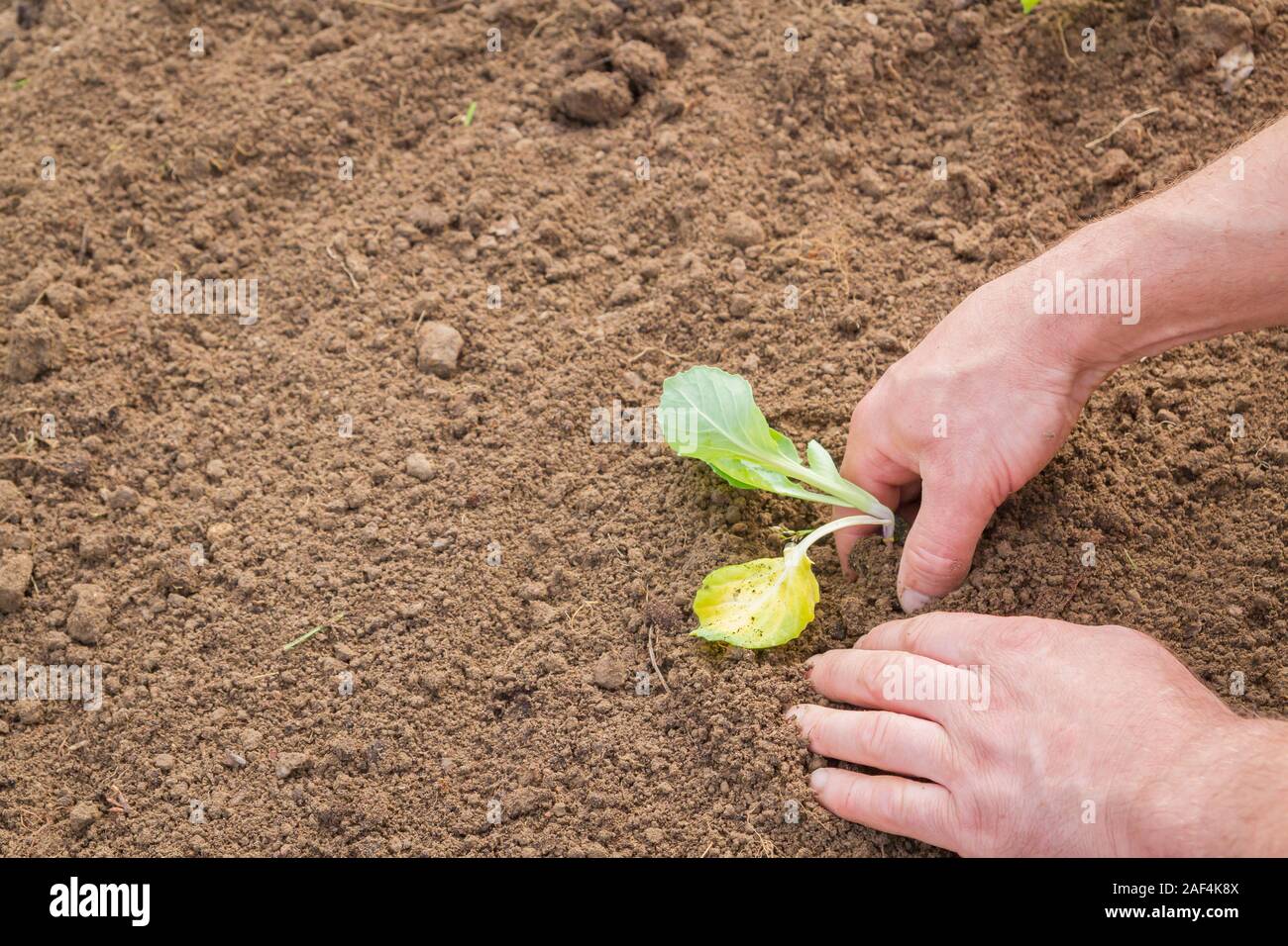 Planting cabbage in the form of plants in early summer Stock Photo - Alamy