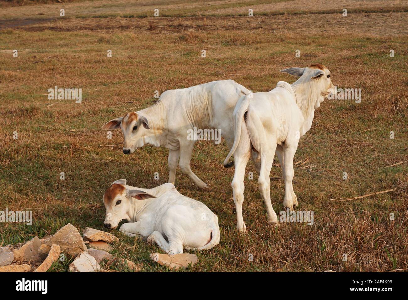 Three skinny white Cambodian cow. Countryside landscape in Kampot ...