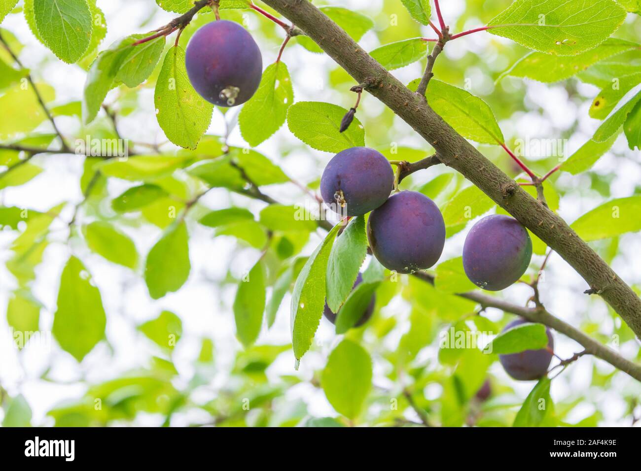 Planting a plum fruit tree hi-res stock photography and images - Alamy