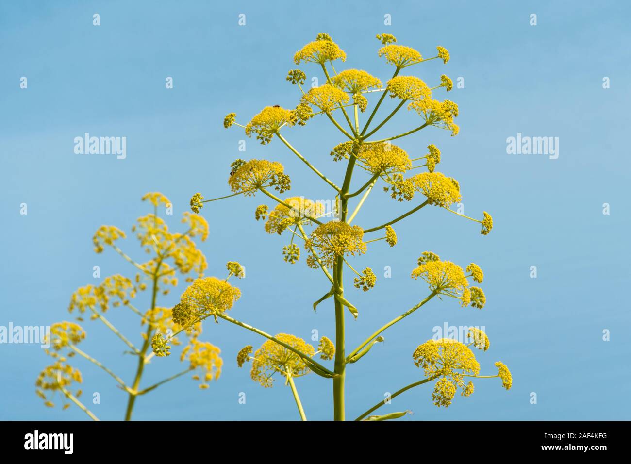 Giant hogweed burns hi-res stock photography and images - Alamy