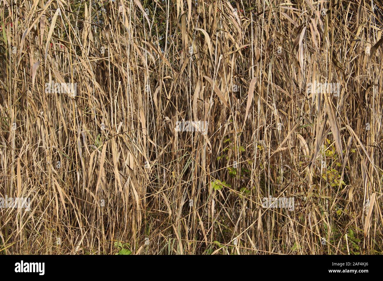Close up of dry reed for use as background or wallpaper Stock Photo - Alamy