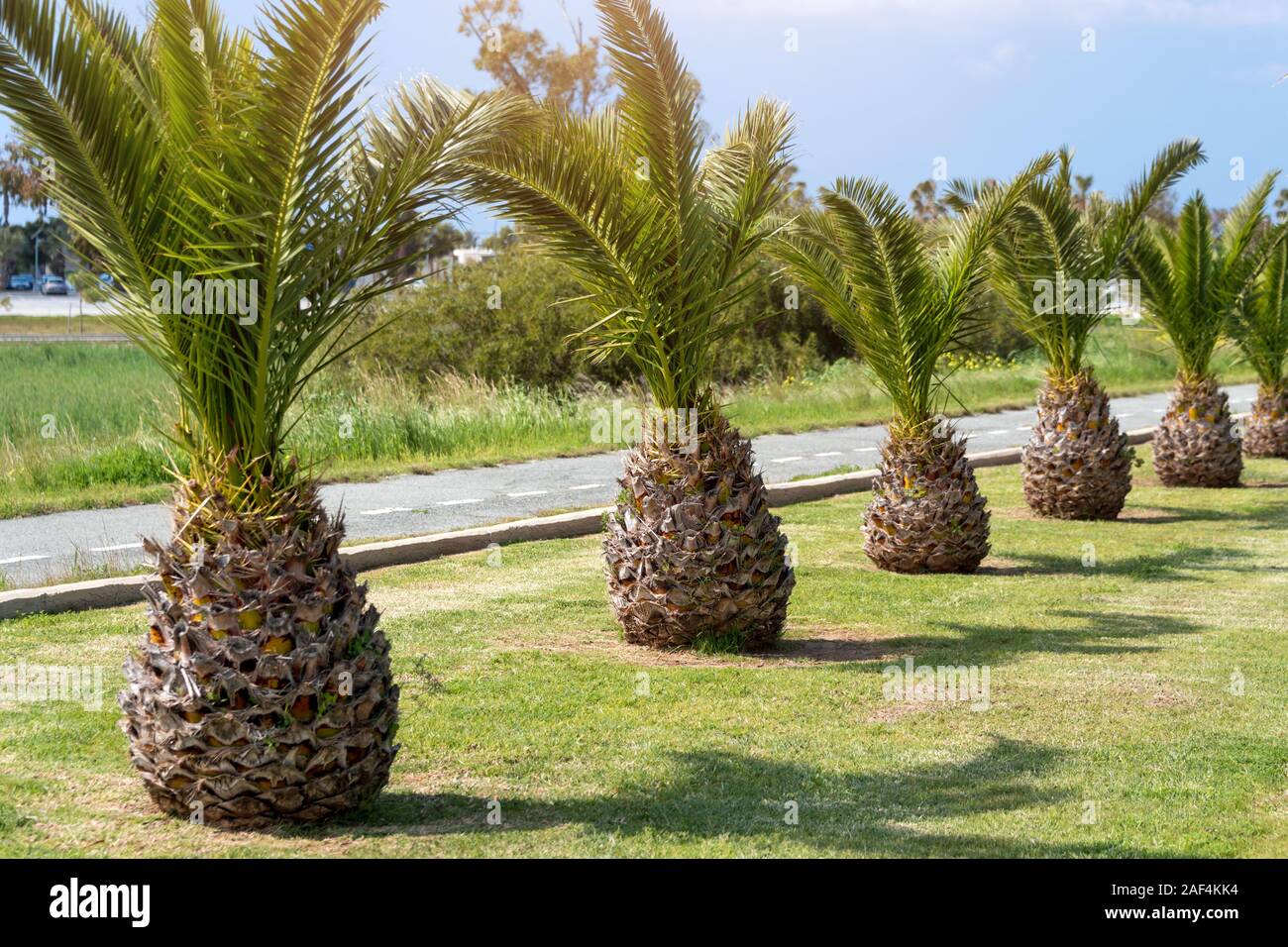 Palm trees in row along the road. Larnaca. Cyprus Stock Photo - Alamy