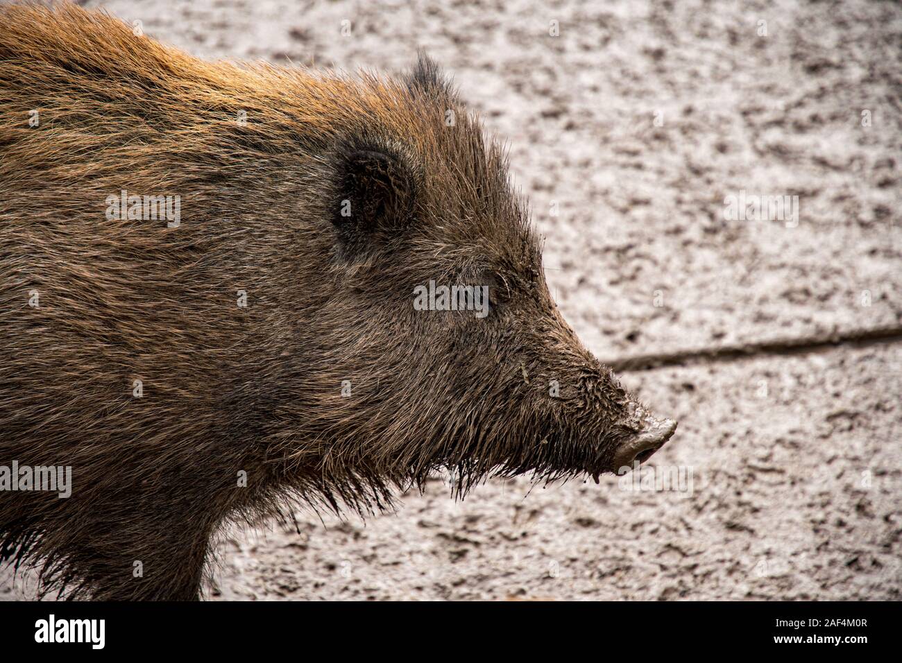 Pork trunk hi-res stock photography and images - Alamy