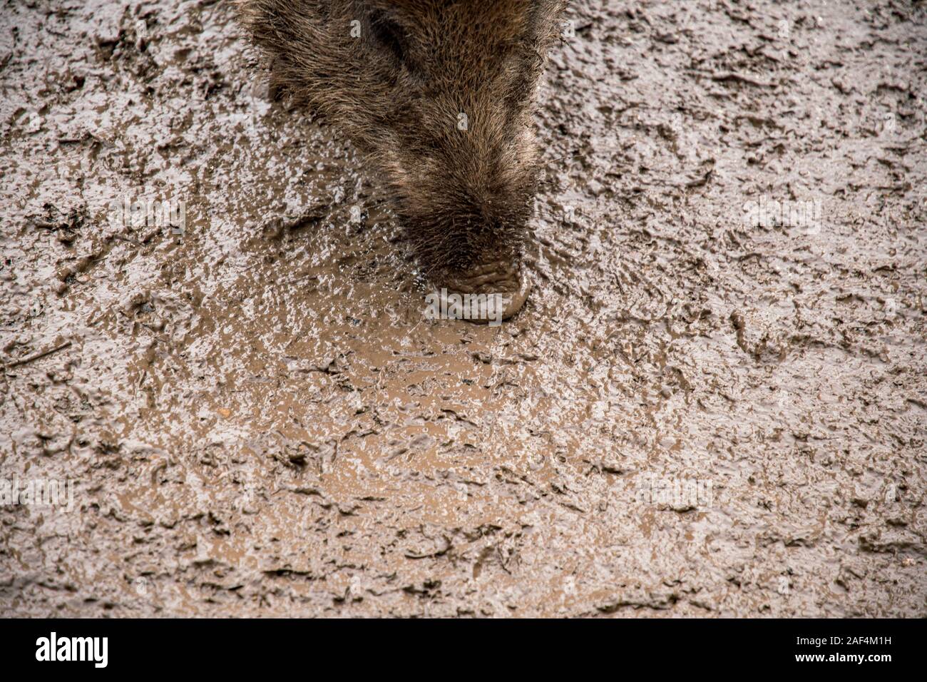 Wild boar searches with his trunk in the mud for food with text space ...