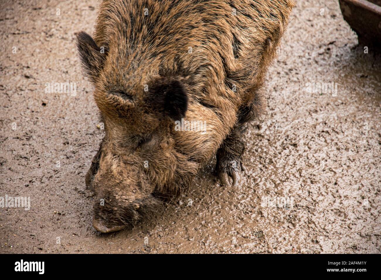 Wild boar mud run hi-res stock photography and images - Alamy