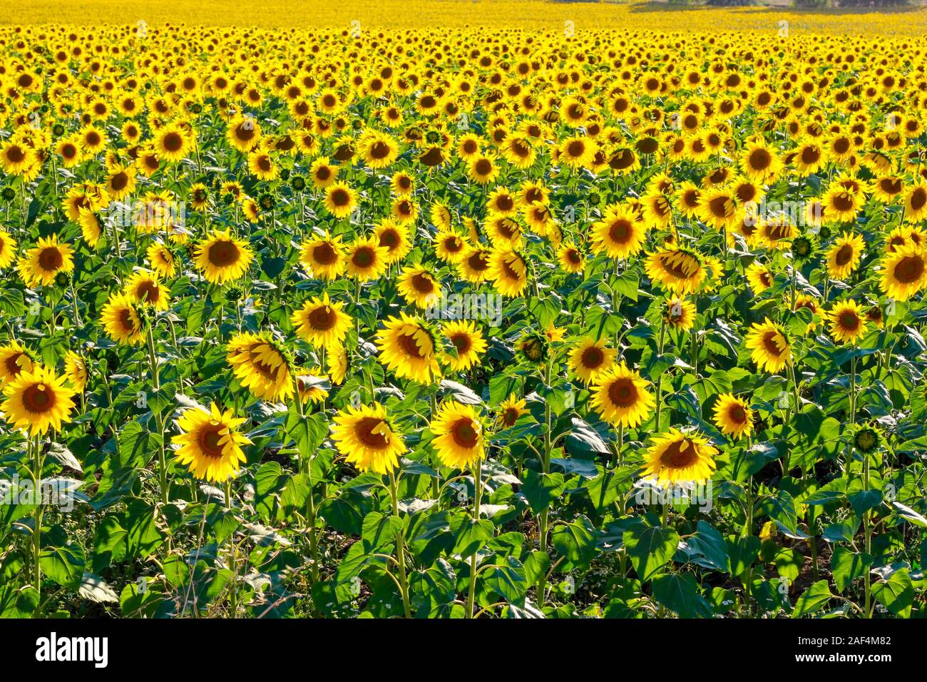 row after row of sunflowers in the sunflower field Stock Photo - Alamy