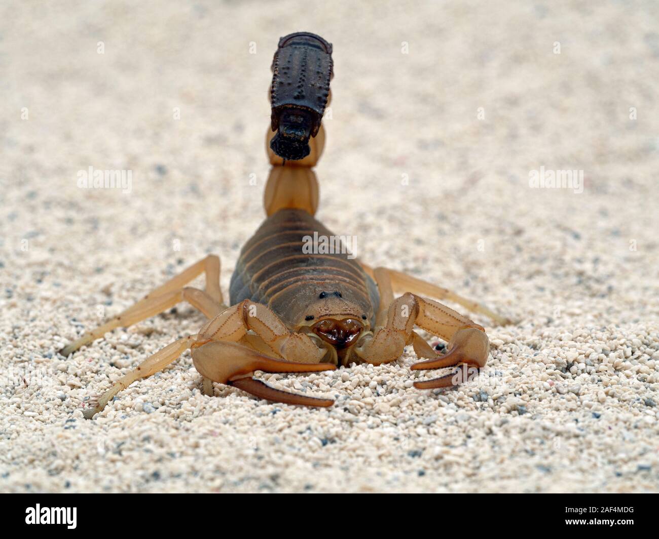 Highly venomous fattail scorpion, Androctonus australis, on sand, front ...