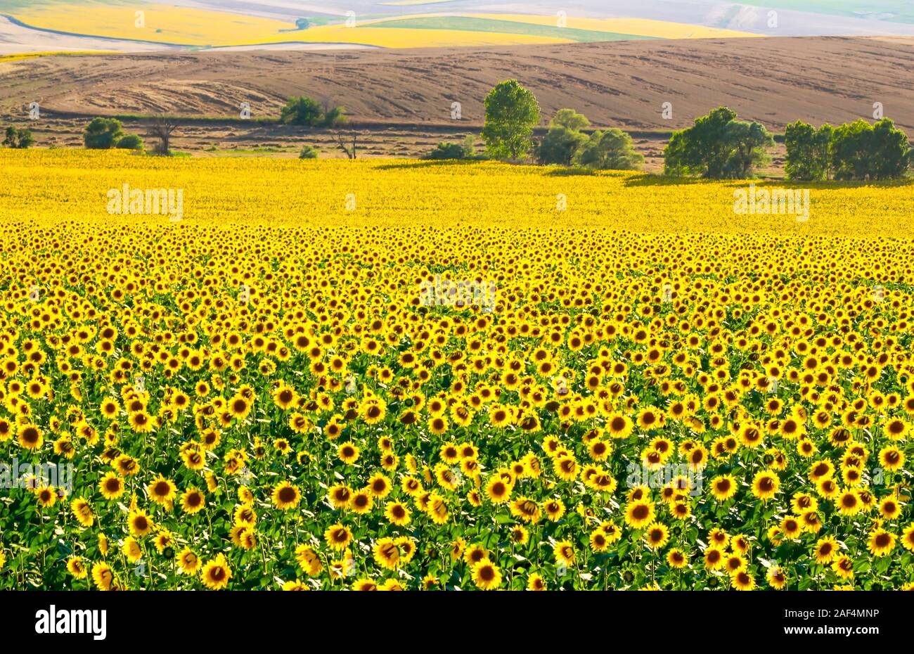 row after row of sunflowers in the sunflower field Stock Photo - Alamy